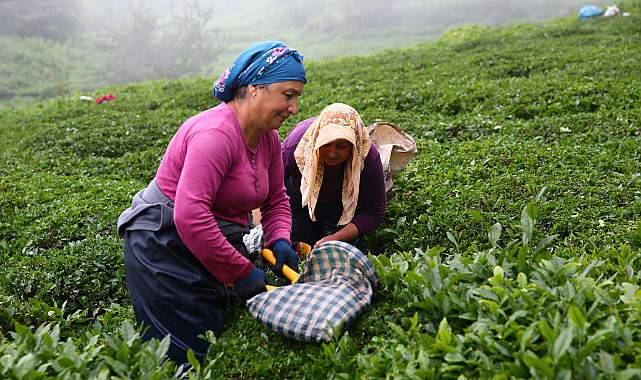Eynesil'de yeni sürgün çay hasadı - Ekonomi - Giresun İleri Gazetesi
