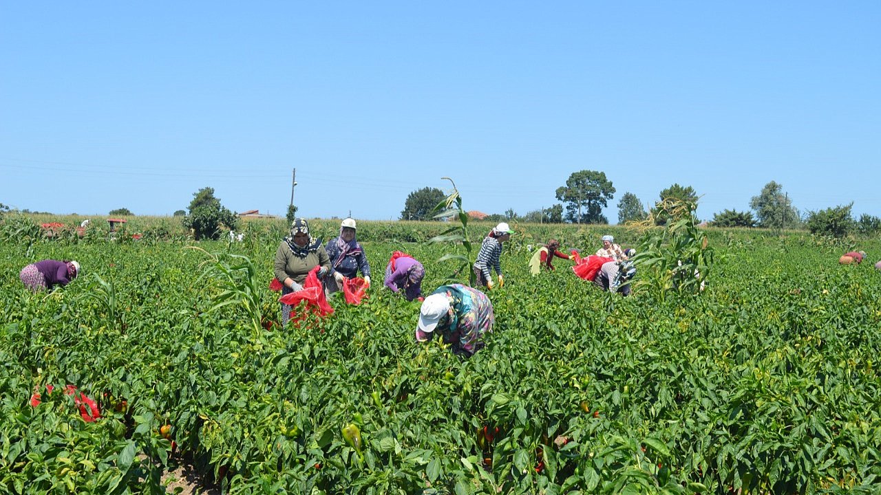 Kapya biber hasadı başladı - Çevre - Giresun İleri Gazetesi