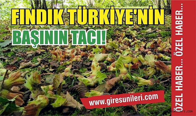 Fındık Türkiye'nin Başının Tacı! - Ekonomi - Giresun İleri Gazetesi