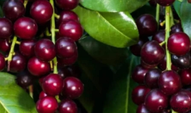 Karadeniz'in Gizli Hazinesi: Taflan (Karayemiş) - Yerel - Giresun İleri ...