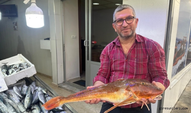 Ağlara takılan kırlangıç balığı ilgi odağı oldu - Ekonomi - Giresun ...